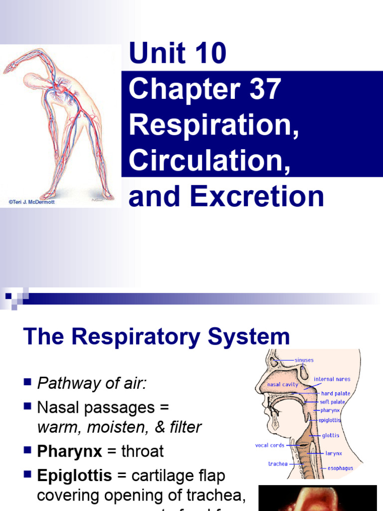 Biology: Respiration & Circulation | PDF | Respiratory System ...