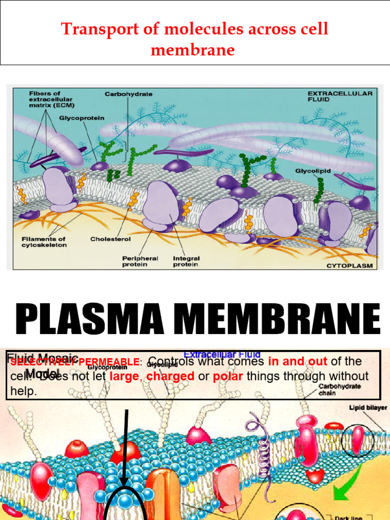 Transport of Molecules Across Cell Membrane | PDF | Cell Membrane | Osmosis