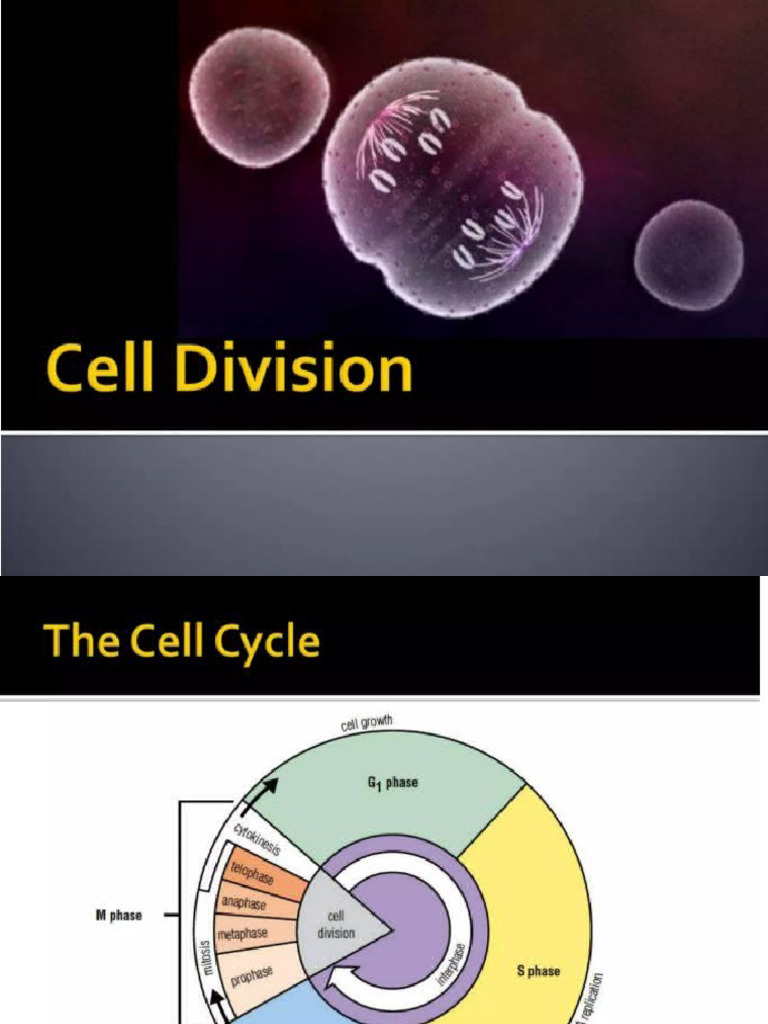 Cell Division | PDF | Mitosis | Meiosis