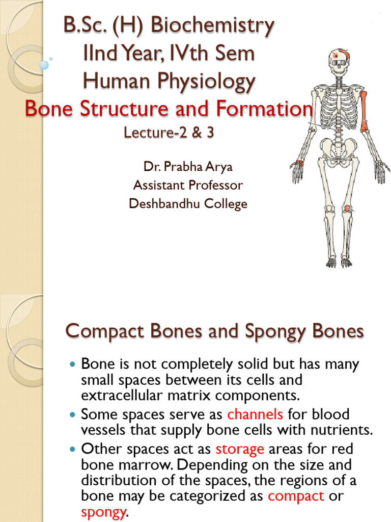 1587723698_BC(H)-IV-Human_Physiology-Bone_structure_and_formation-2_&_3 | PDF | Bone | Osteoblast