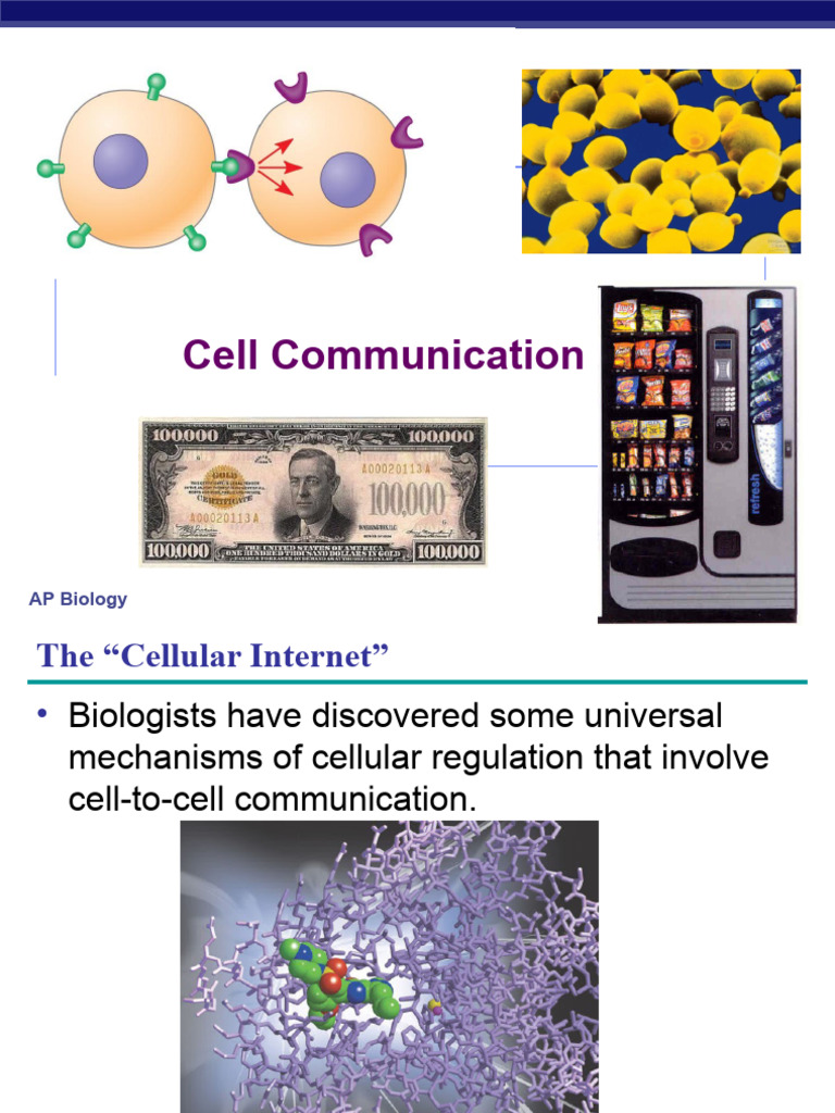 AP Bio Cell Communication | PDF | Cell Signaling | Signal Transduction