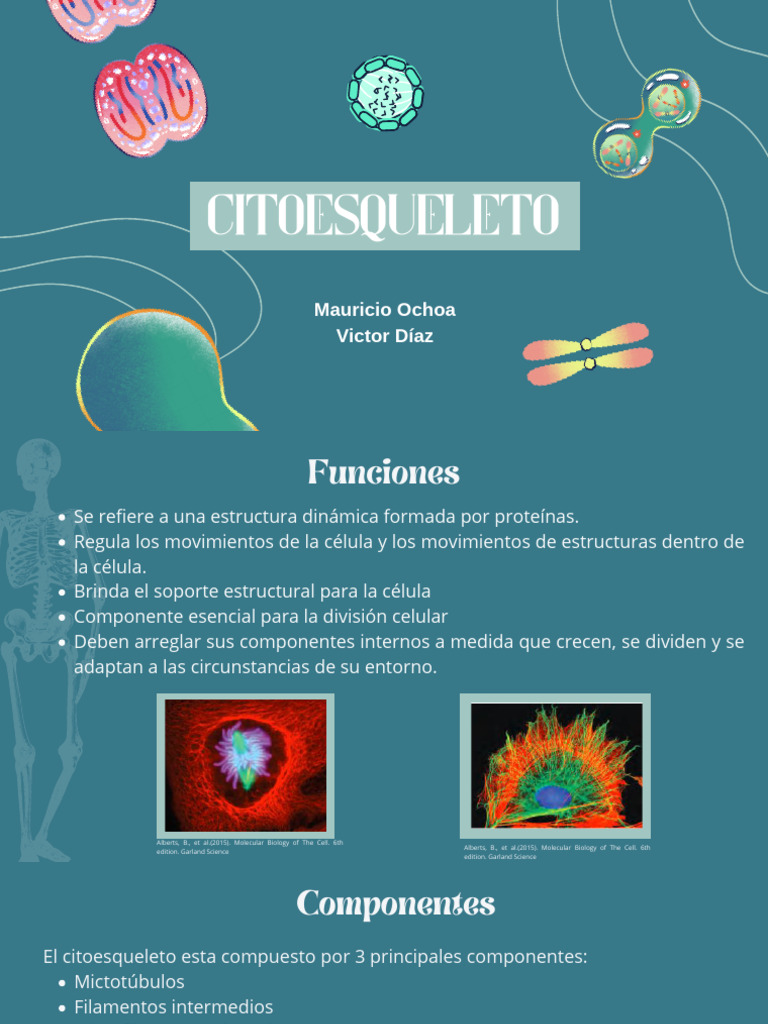 Presentación Citoesqueleto | PDF | Microtúbulos | Actina