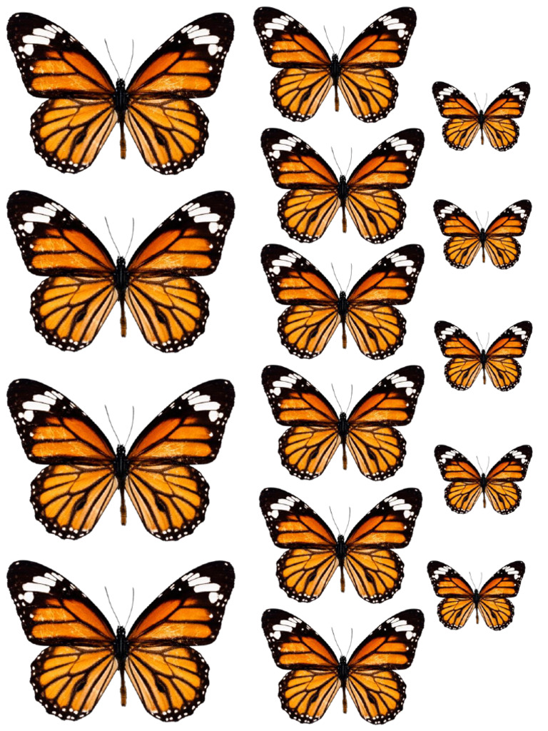 Diseño Mariposa Monarca | PDF