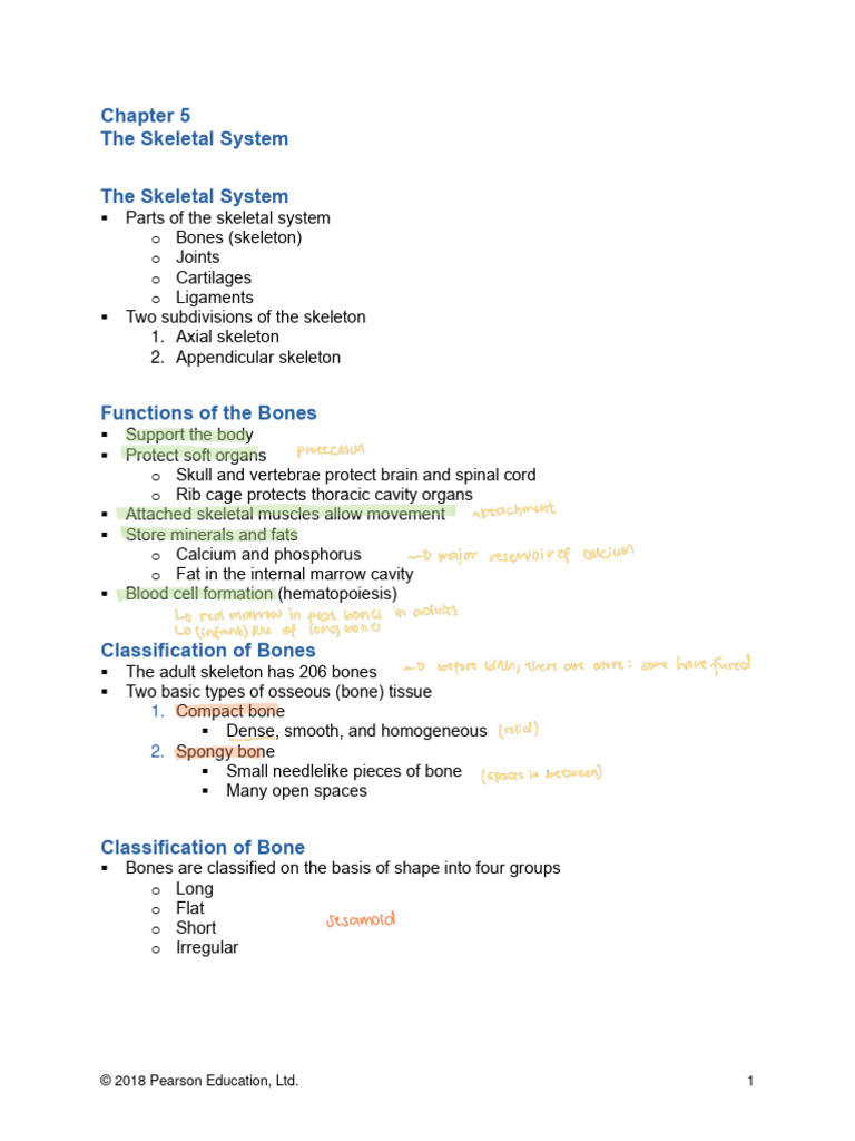 Lecture Notes On Skeletal System | PDF | Vertebra | Bone