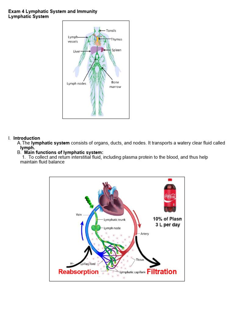 Lymphatics - Immunity Lec Notes - With Pics | PDF | T Helper Cell ...