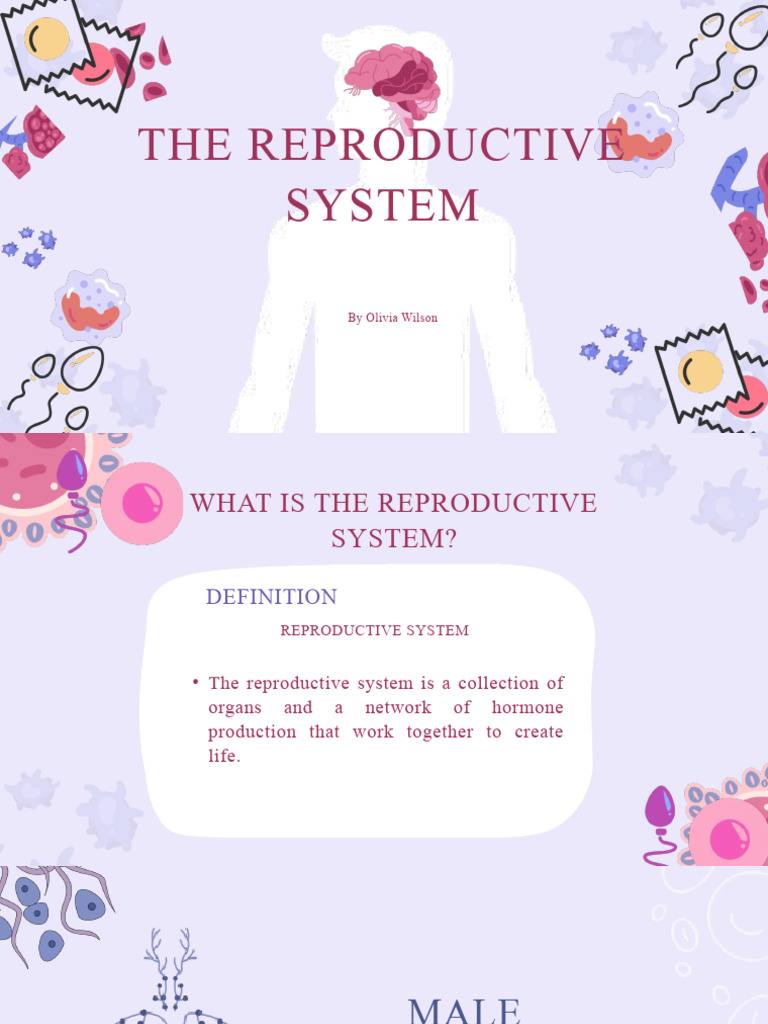 The Reproductive System | PDF