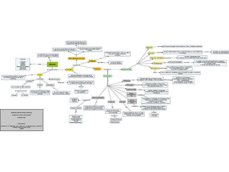 Mapa Conceptual Celula | PDF