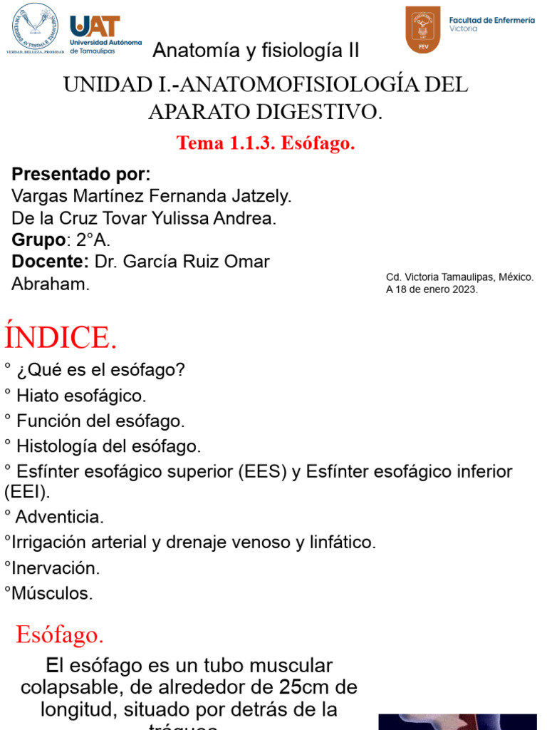 Anatomía y Función del Esófago | PDF | Esófago | Estómago
