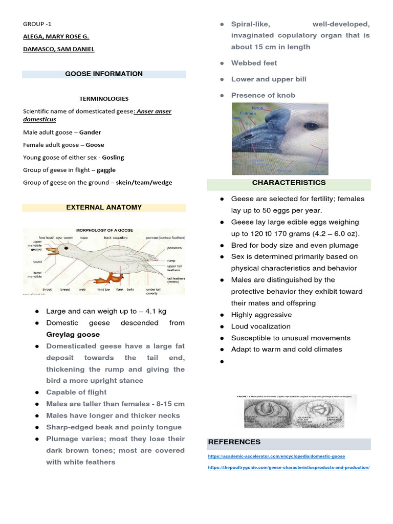 Goose Facts for Enthusiasts | PDF | Birds | Ornithology