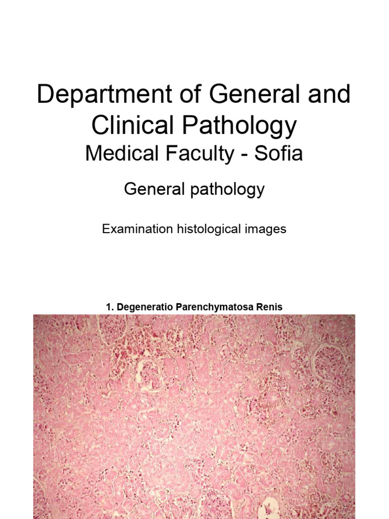 Pathology Slides 3 (Examination Histological Images) | PDF | Epithelium ...