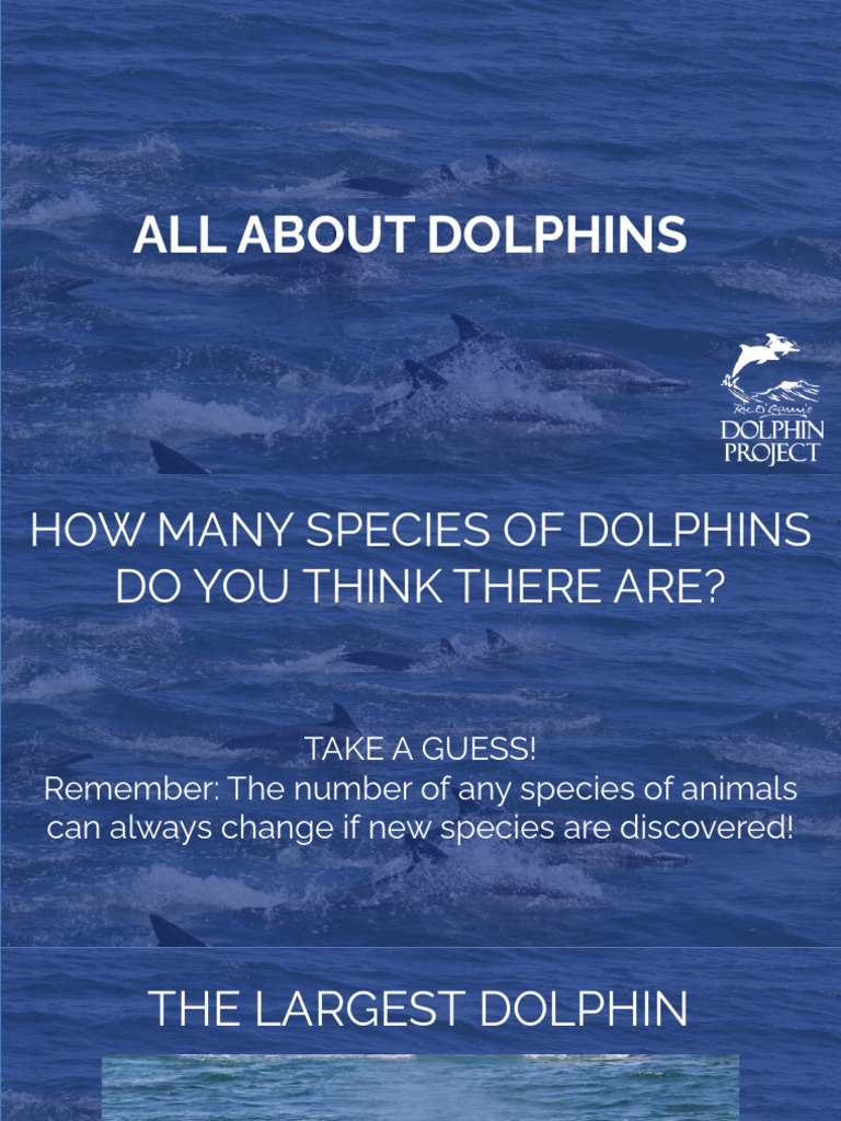 All About Dolphins | PDF | Cetacea | Dolphin