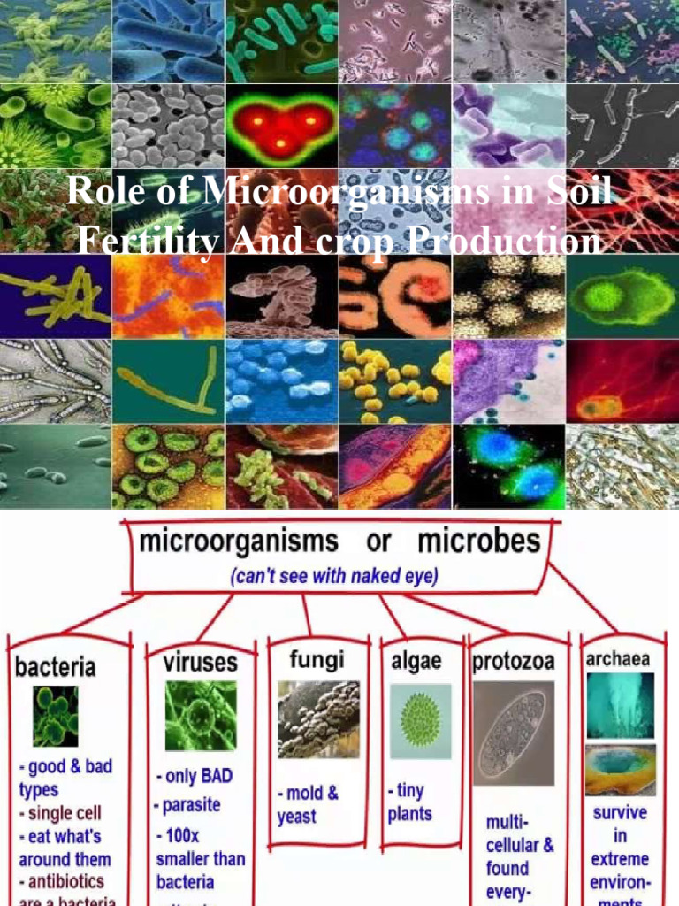 5 - Role of Microorganisms in Soil Fertility and Crop | PDF | Soil | Sulfur