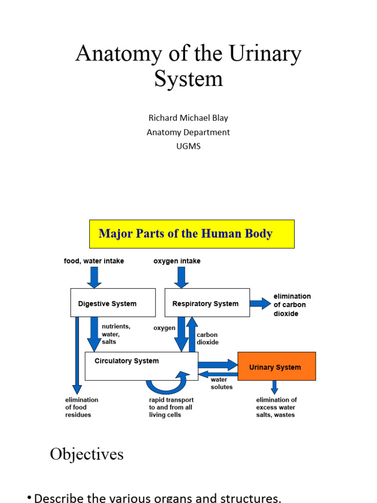 Anatomy of The Urinary System | PDF | Kidney | Human Body