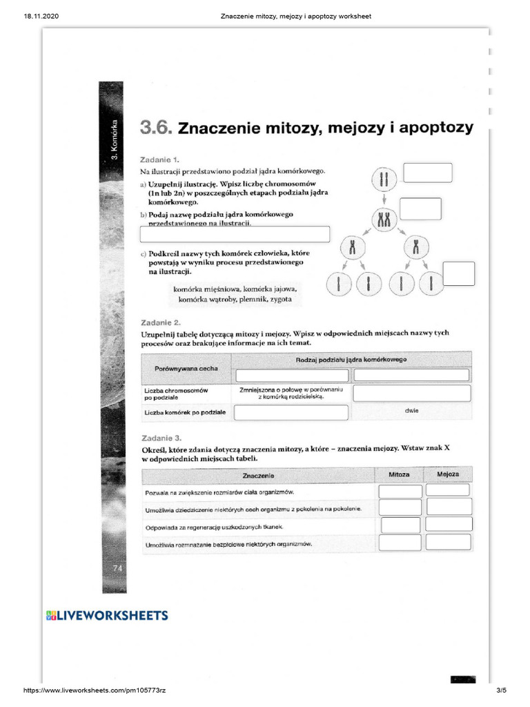 Mitoza, Mejoza Karty Pracy | PDF