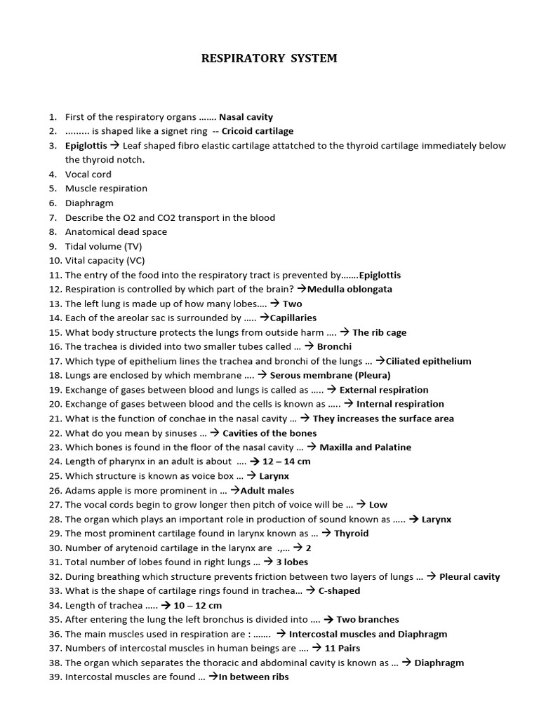 Respiratory System | Download Free PDF | Respiratory Tract | Respiratory System