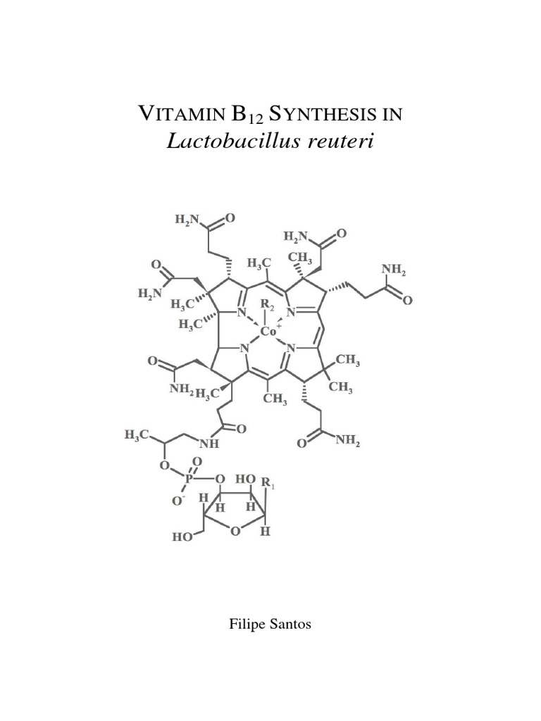 Vitamin B Synthesis in Lactobacillus Reuteri | PDF | Vitamin B12 ...