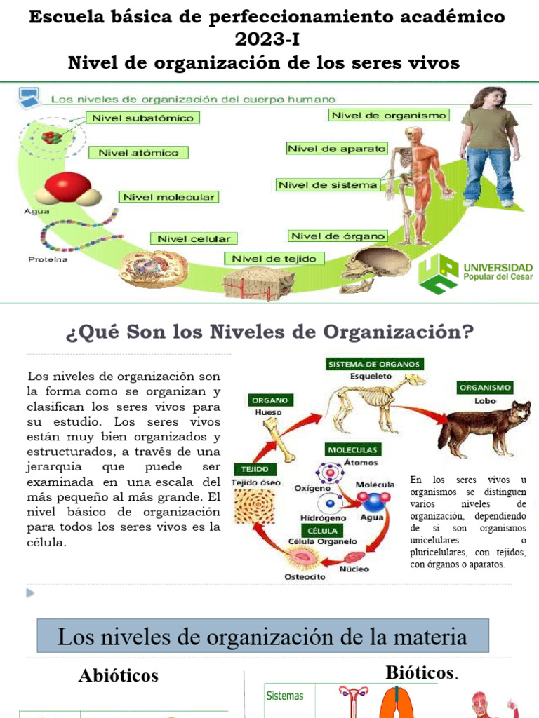 Clase 3 Niveles de Organización de Los Seres Vivos | PDF | Organismos | Biología Celular)