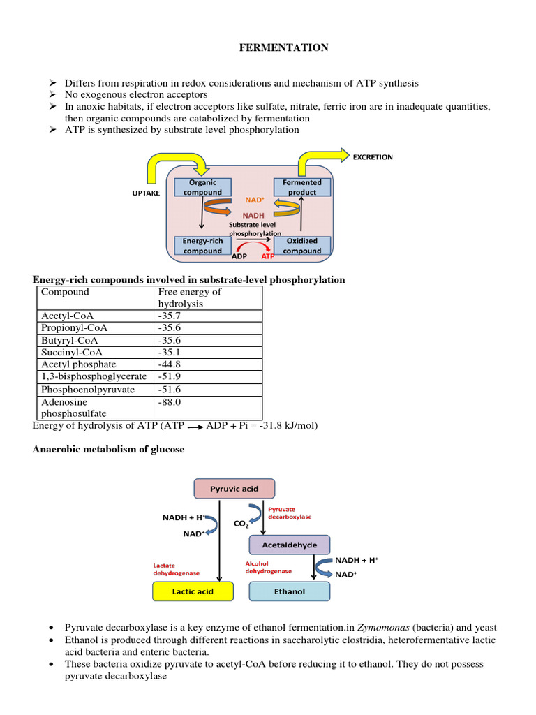 202003291621085413shalini Srivastava FERMENTATION | PDF | Lactic Acid | Glycolysis