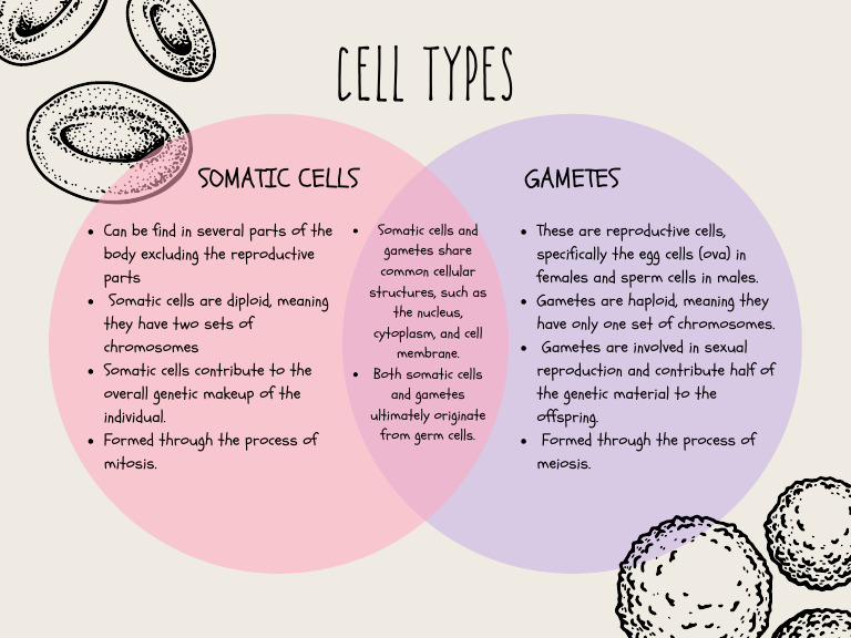 Nayre - Activity 3.2 - Cell Types | PDF | Self-Improvement | Wellness