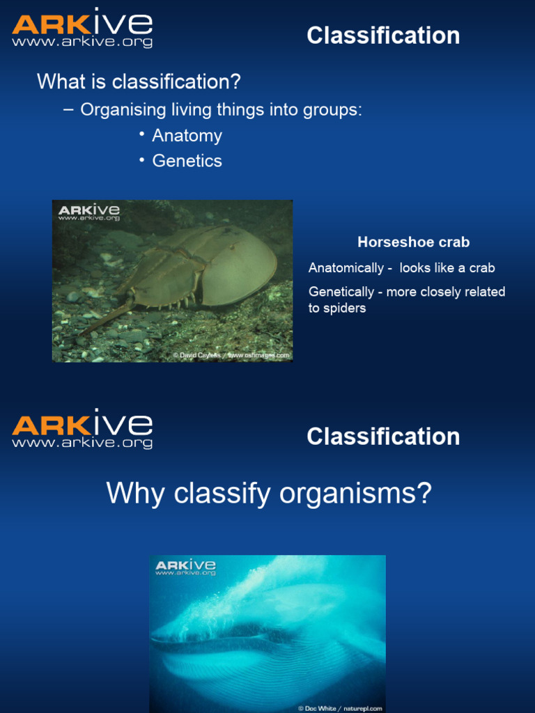 Vertebrates | PDF | Vertebrates | Egg