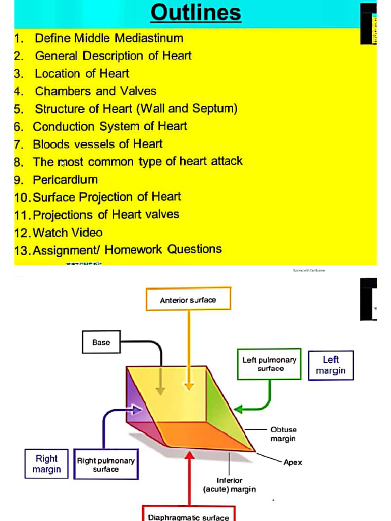 5th Lecture Of Thorax Pdf