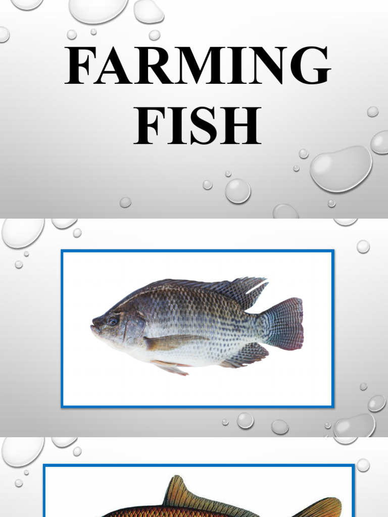 Farming Fish | PDF