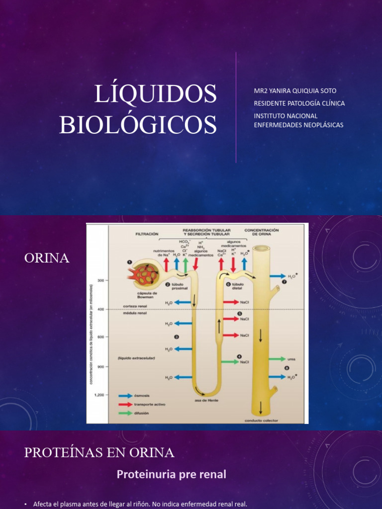 liquidos biologicos | PDF | Riñón | Orina