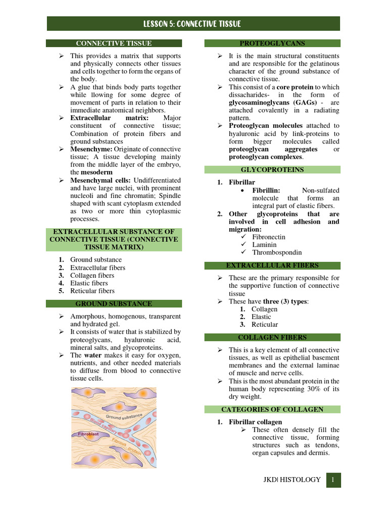 Connective Tissue: Structure and Function | PDF | Connective Tissue ...