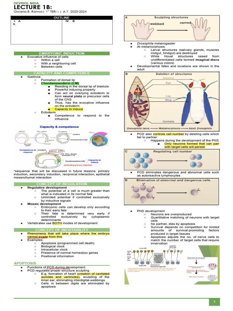 01B Introduction To Embryonic Induction | PDF