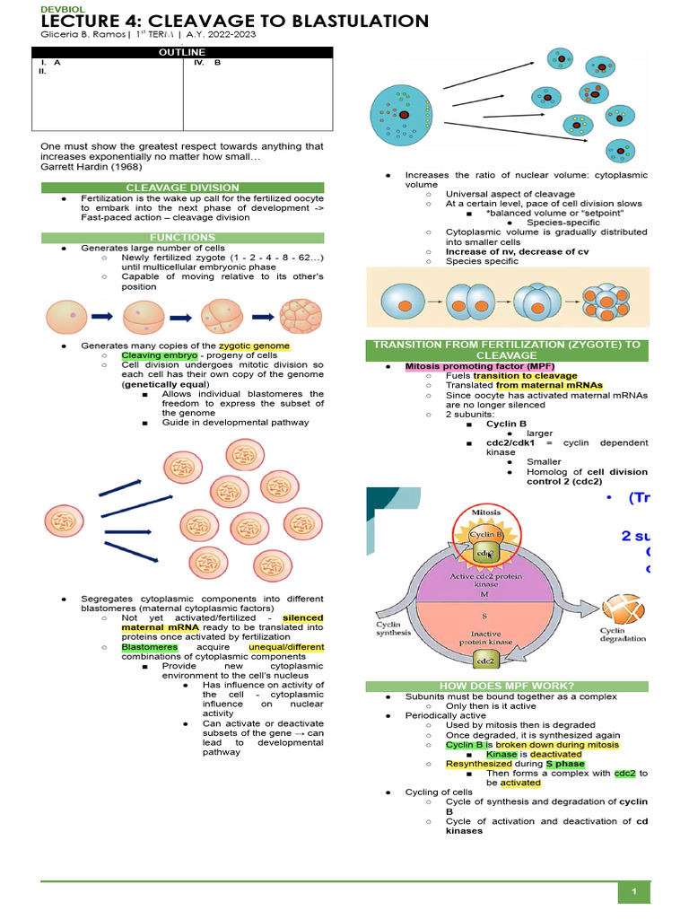 04 Cleavage To Blastulation | PDF | Cell Cycle | Mitosis