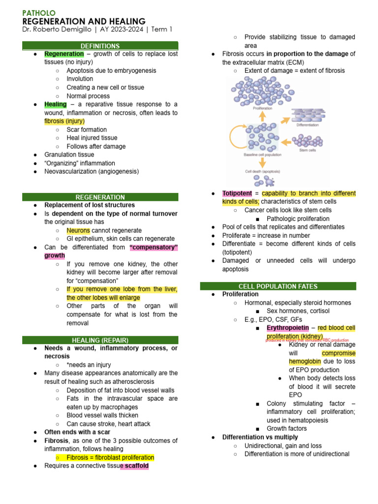 03 Regeneration and Healing | PDF | Wound Healing | Healing