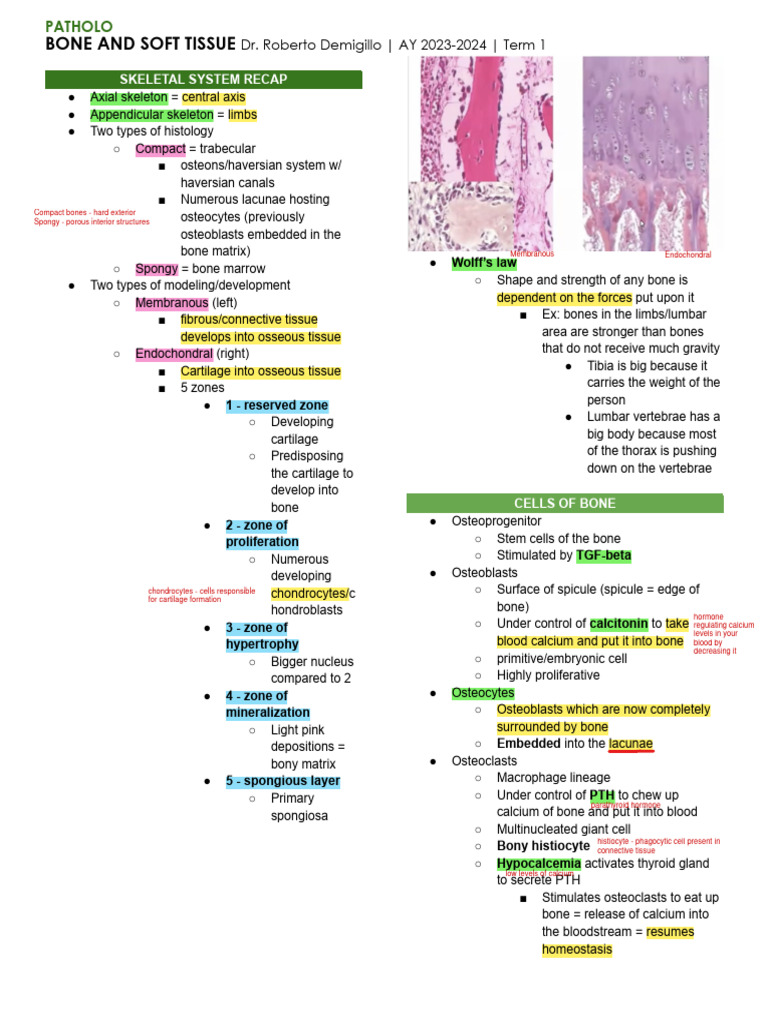 06 Bone and Soft Tissue | PDF | Bone | Osteoblast