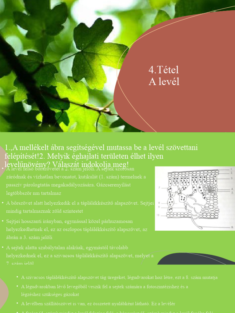 2 Tétel A Levél | PDF
