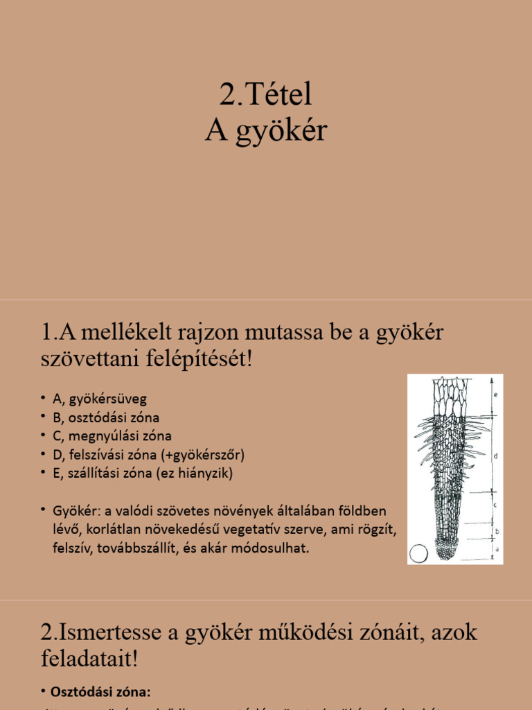 2 Tétel A Gyökér | PDF