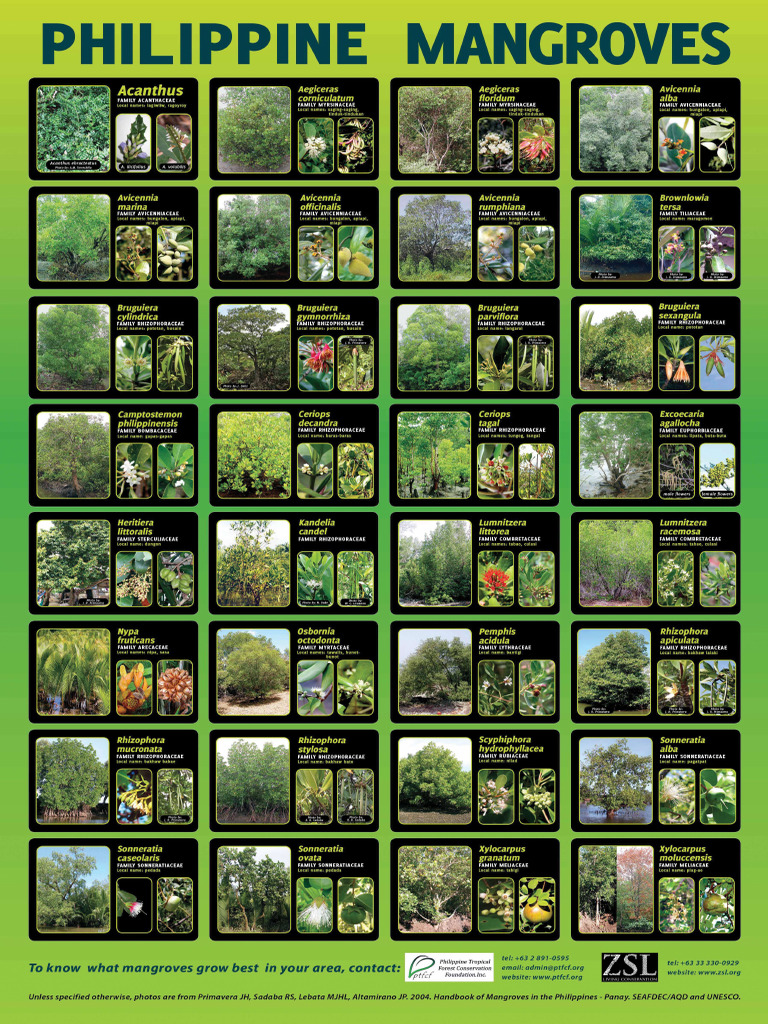 Philippine Mangroves | PDF Philippine Mangroves | PDF