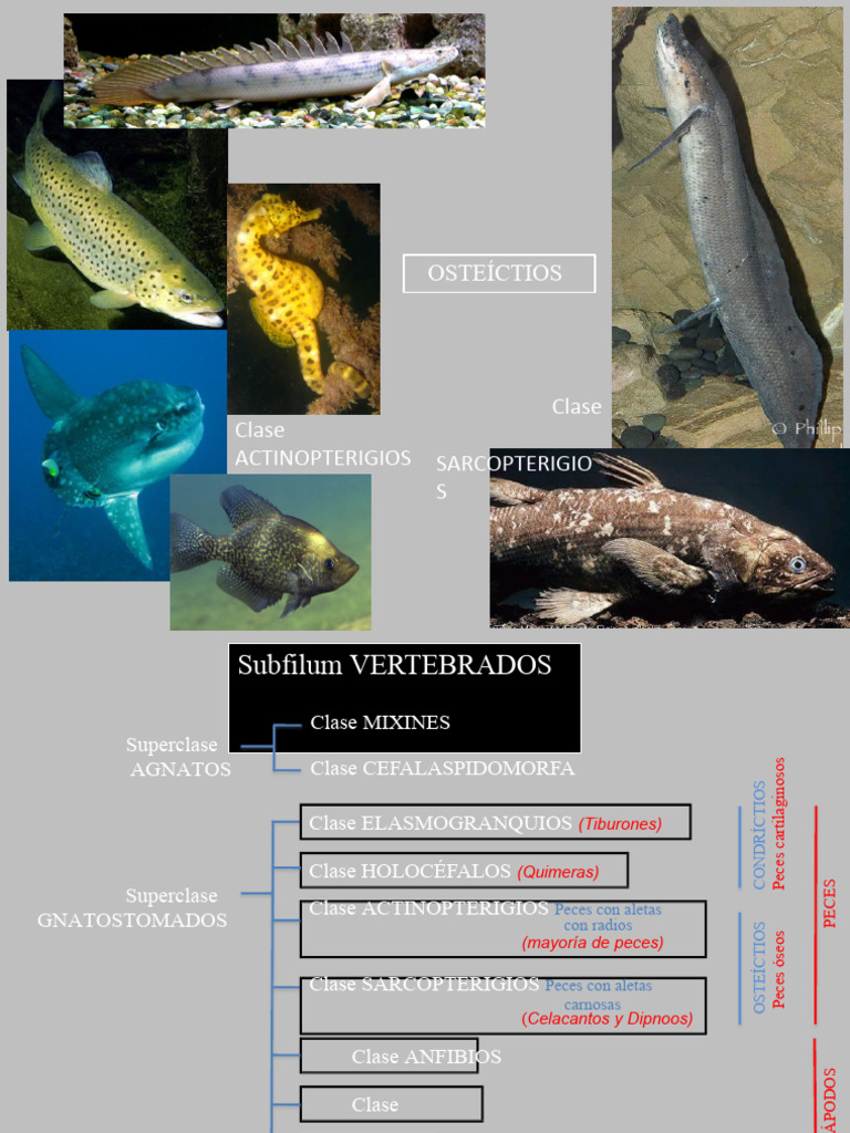 7 Osteíctios | PDF | Vertebrados | Pescado