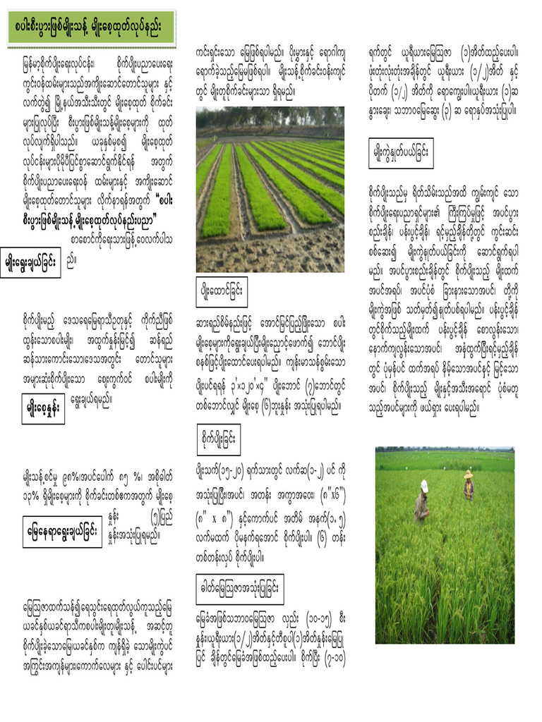 Purity Seed Production | PDF
