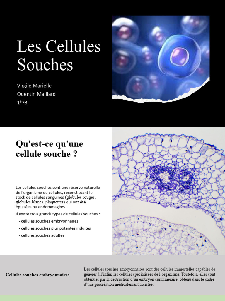 Cellules Souches - Enseignement Scientifique-1ere | PDF | Cellule souche | Cellule souche ...
