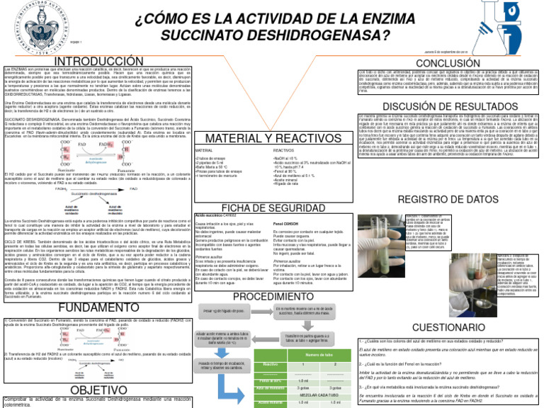 Actividad de la Enzima Succinato Deshidrogenasa | PDF | Dieta y ...