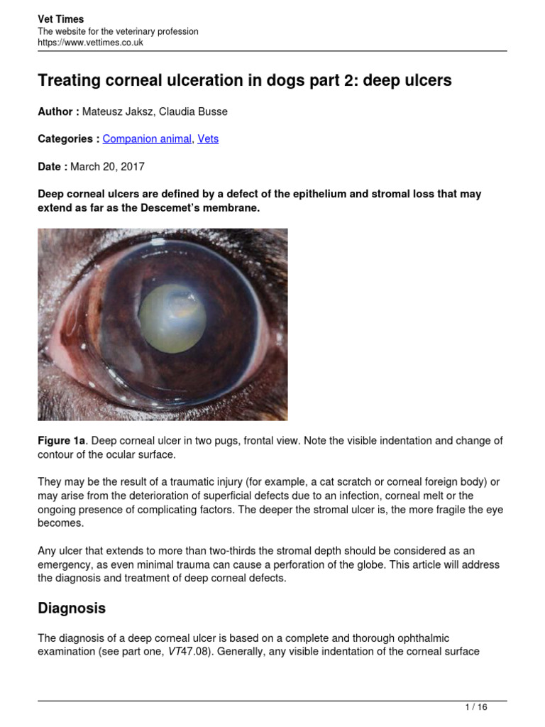 Treating Corneal Ulceration in Dogs Part 2 Deep Ulcers | PDF | Cornea ...