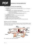 Modern Slaughter House Layout | PDF | Slaughterhouse | Animal Slaughter