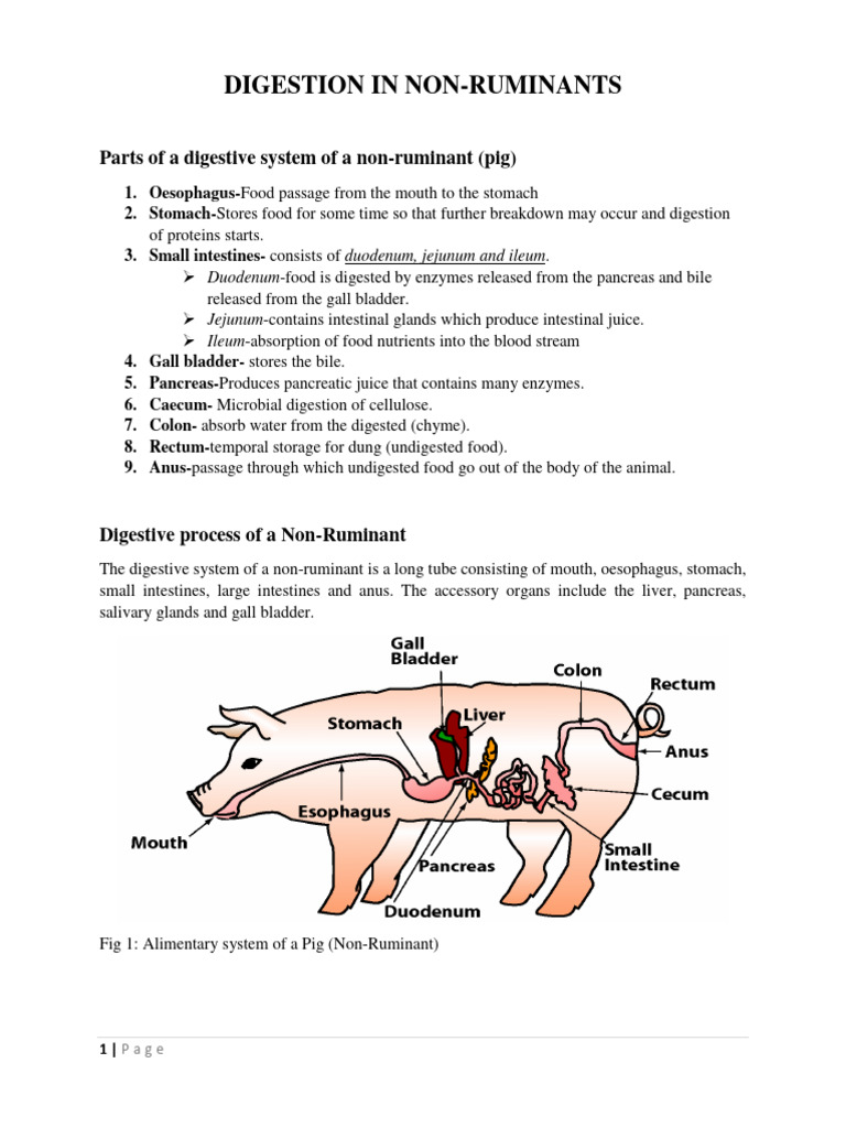 Digestive System in Non-Ruminants | Download Free PDF | Digestion ...