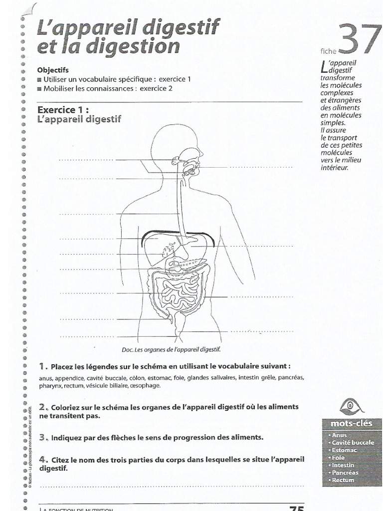 0 1 Fiche 37 - Appareil Digestif Et Digestion | PDF