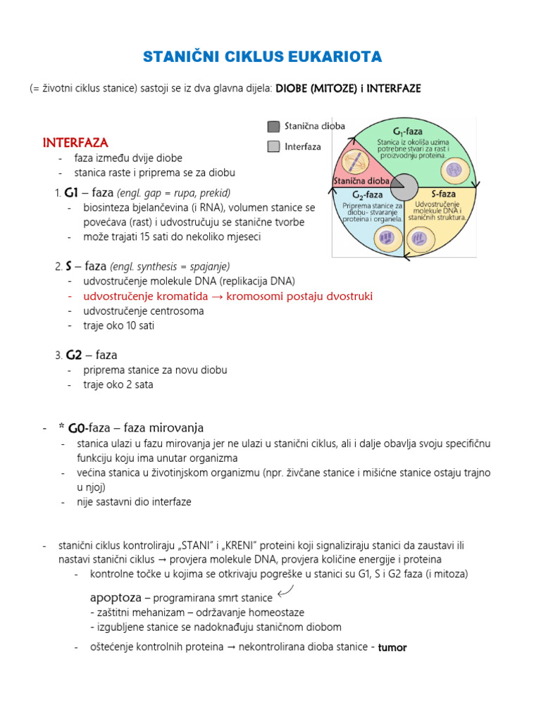 Stanični Ciklus Eukariota, Mitoza | PDF