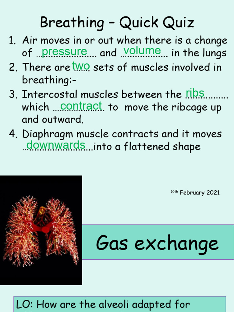 Gas Exchange and Alveoli 2 | PDF | Respiratory System | Breathing