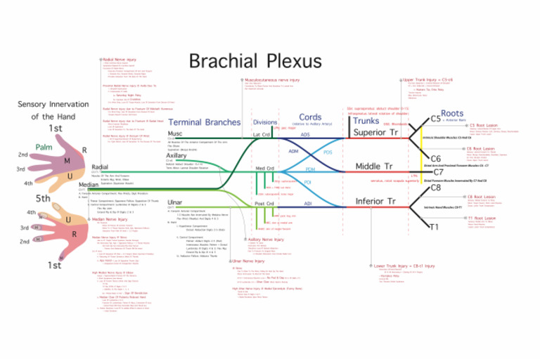 Brachial Plexus Lesion Guide | PDF