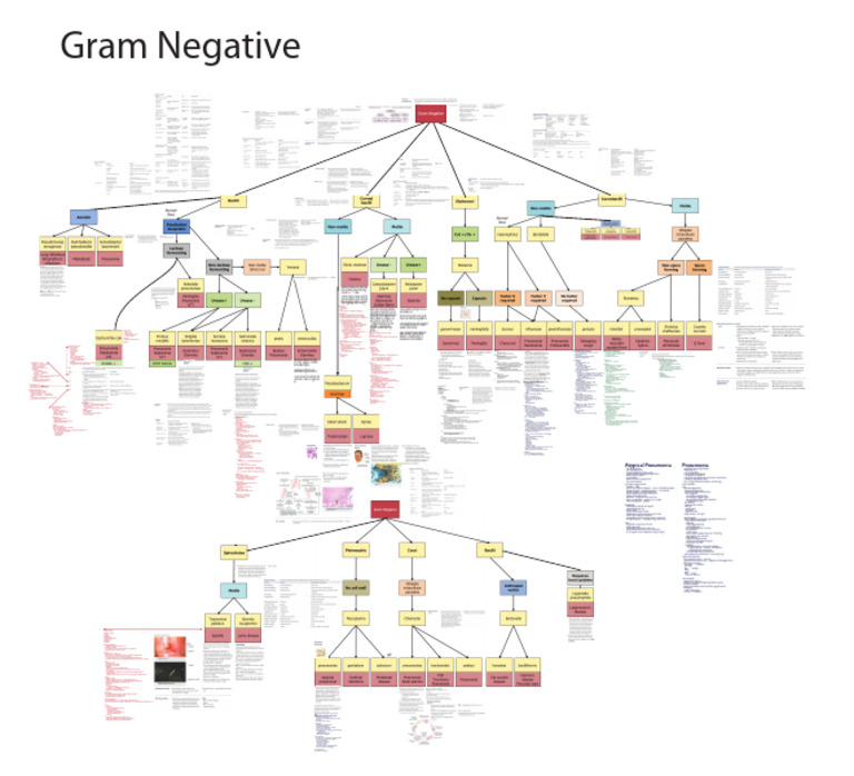 Gram Neg Bacteriology D5 2 | PDF | Diarrhea | Medical Specialties
