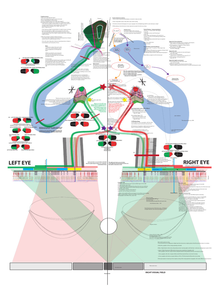 Vision Physiology | Download Free PDF | Visual Cortex | Visual System