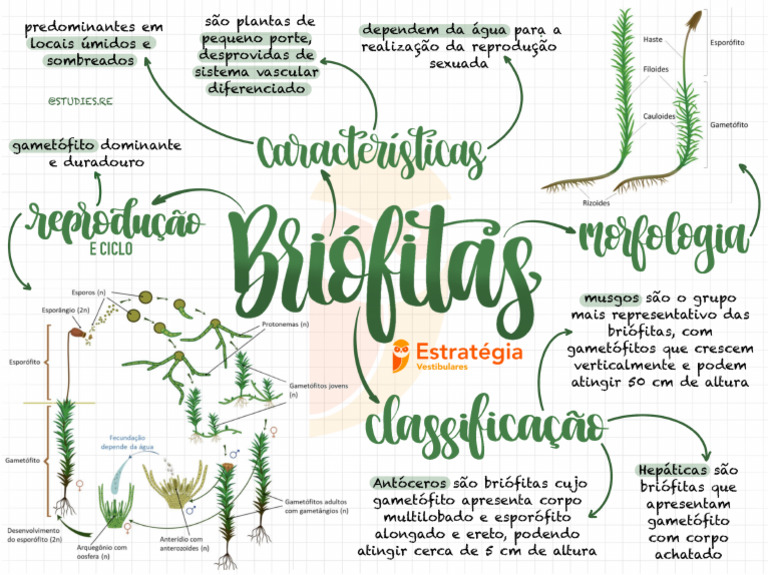 Mapa Mental - Briófitas - Biologia | PDF