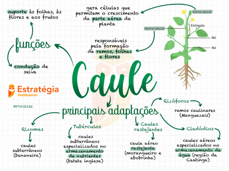 Mapa Mental_ Caule Angiospermas - Biologia | PDF